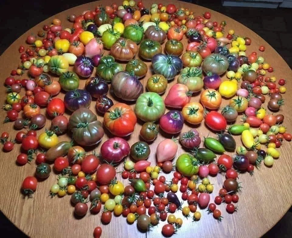 30 Types of Tomatoes: Exploring Different Varieties 30 Types of Tomatoes: Exploring Different Varieties